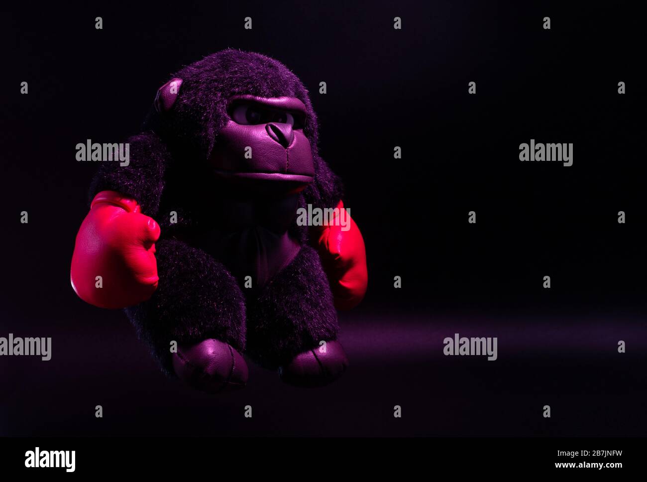 Stuffed gorilla boxer with angry face posing on a dark background with ...