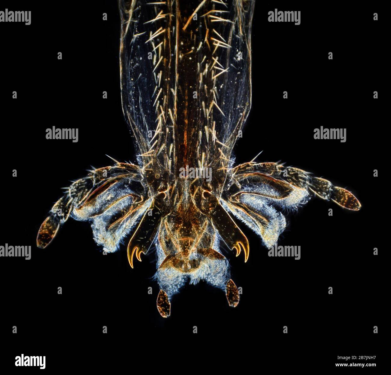 Siphonaptera hi-res stock photography and images - Alamy