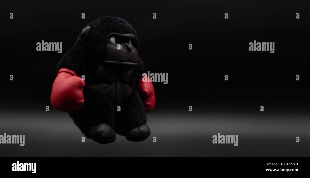 Stuffed gorilla boxer with angry face posing on a dark background ...
