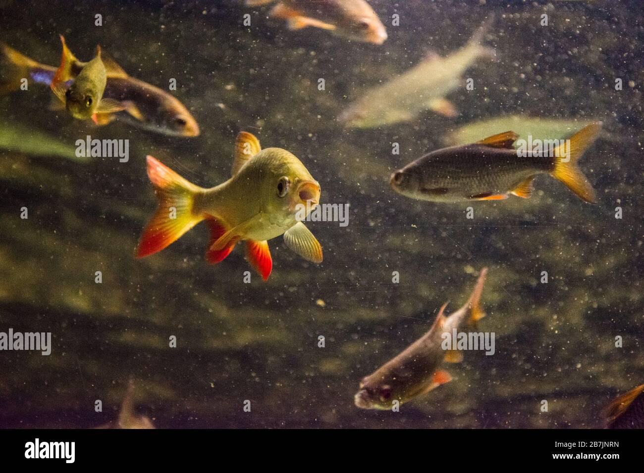 The common rudd - Scardinius erythrophthalmus. Fish from Europe and ...