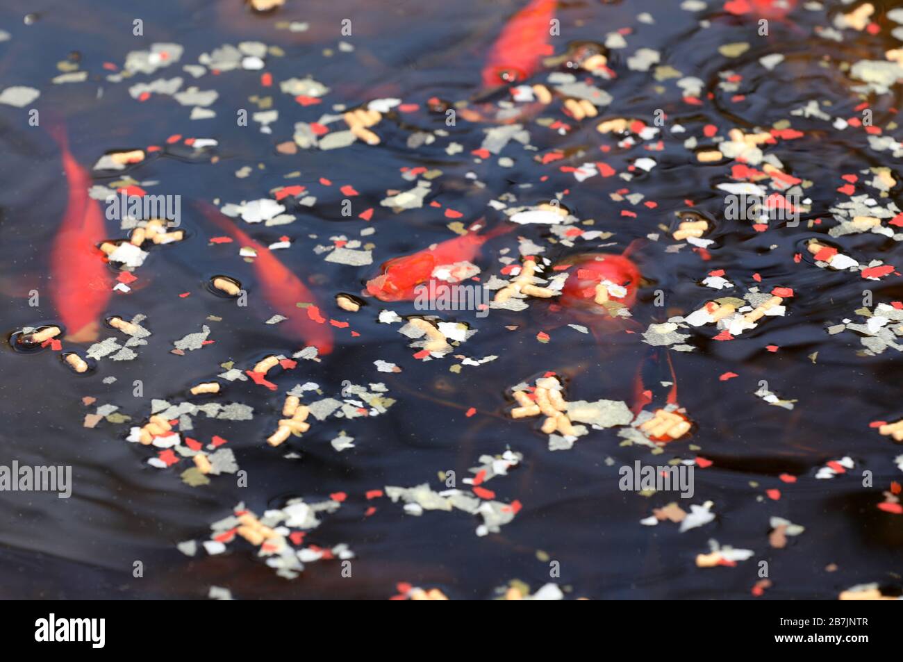 Gold fish in a pond Stock Photo - Alamy