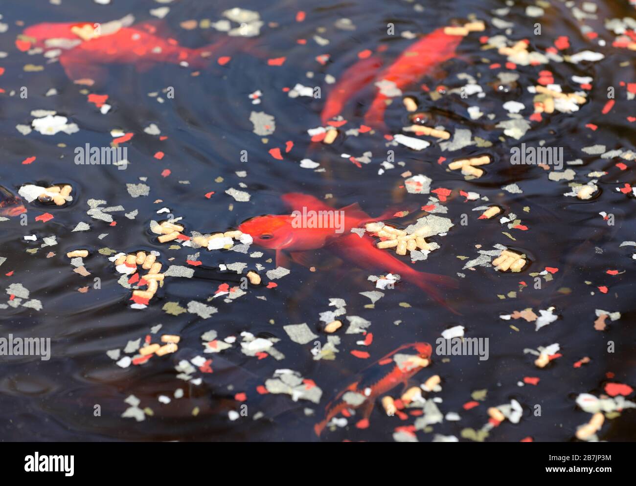Gold fish in a pond Stock Photo - Alamy