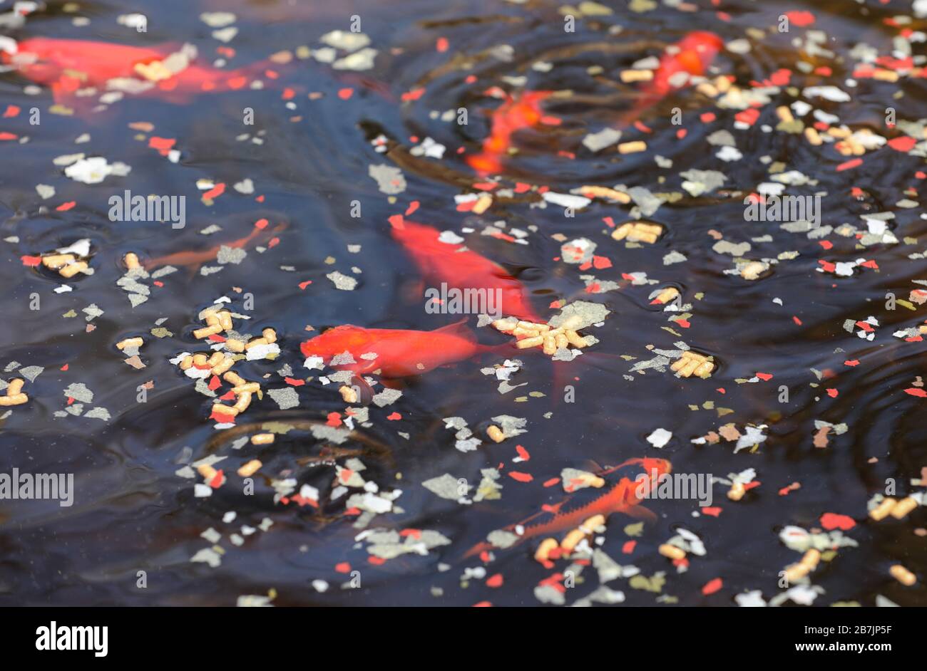 Gold fish in a pond Stock Photo - Alamy
