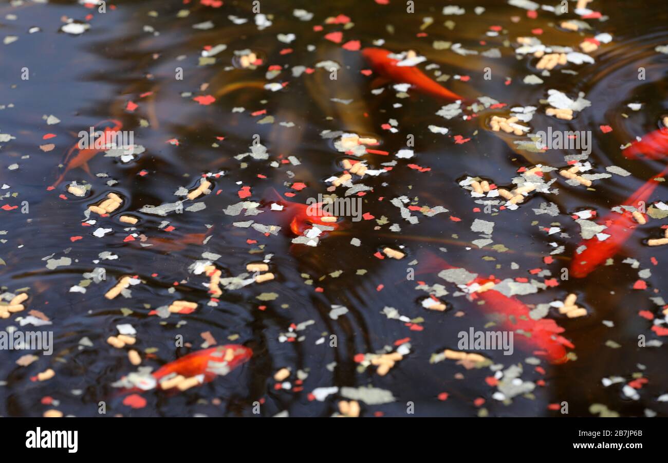 Gold fish in a pond Stock Photo - Alamy