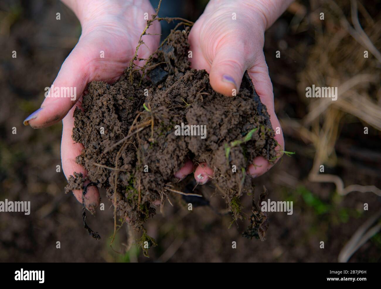 A clod of earth in old women's hands Stock Photo - Alamy