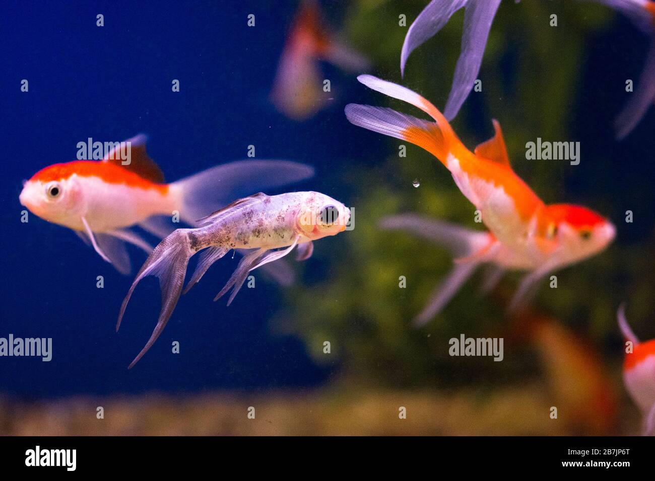 Goldfish in aquarium - carassius auratus Stock Photo - Alamy