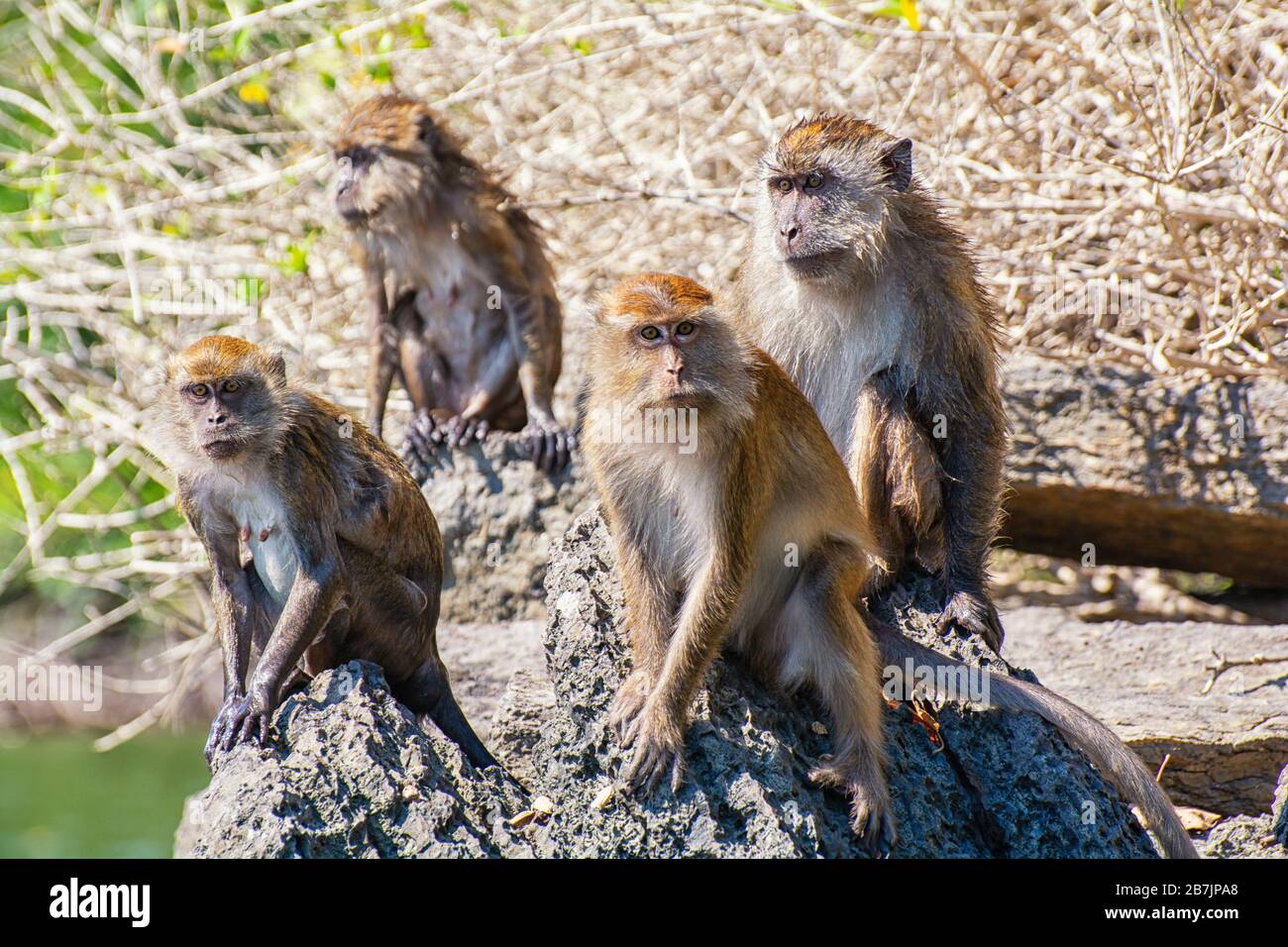 Indian mangrove macaque hi-res stock photography and images - Alamy