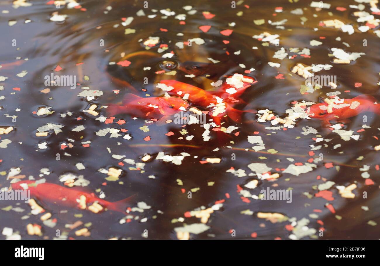 Gold fish in a pond Stock Photo - Alamy