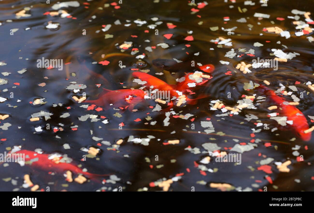 Gold fish in a pond Stock Photo - Alamy