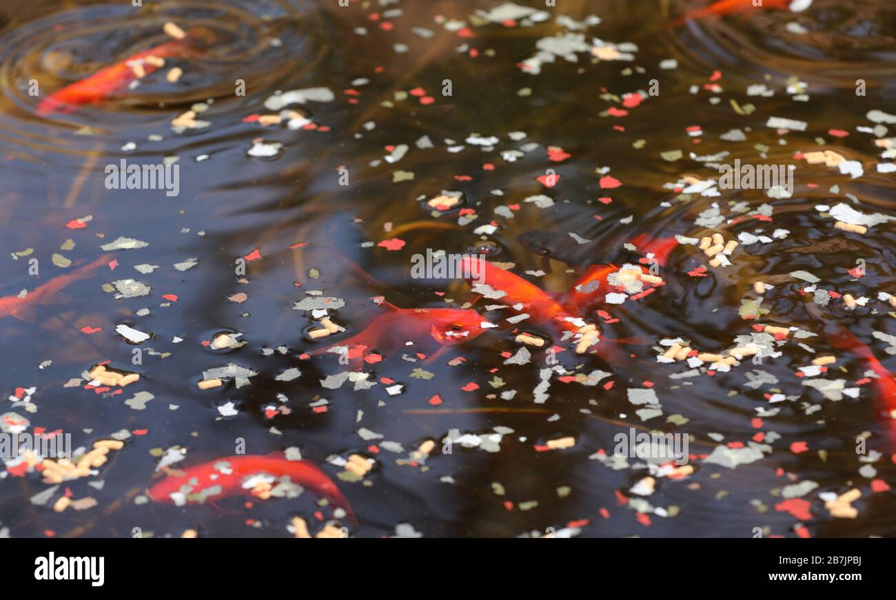 Gold fish in a pond Stock Photo - Alamy