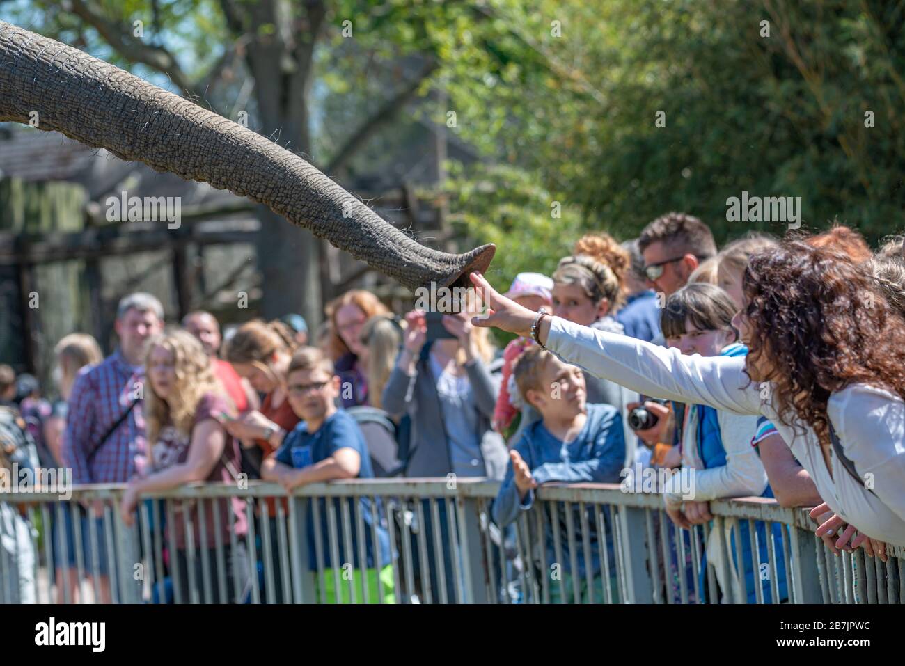 People and kids are interacting with an elephant in Magdeburg Zoo ...