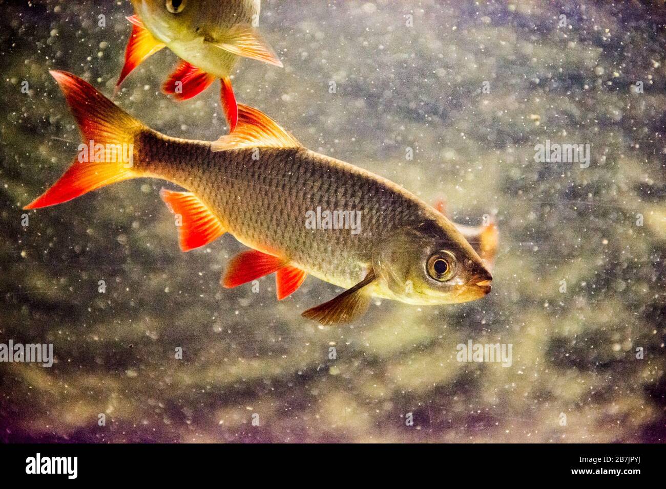 The common rudd - Scardinius erythrophthalmus. Fish from Europe and ...