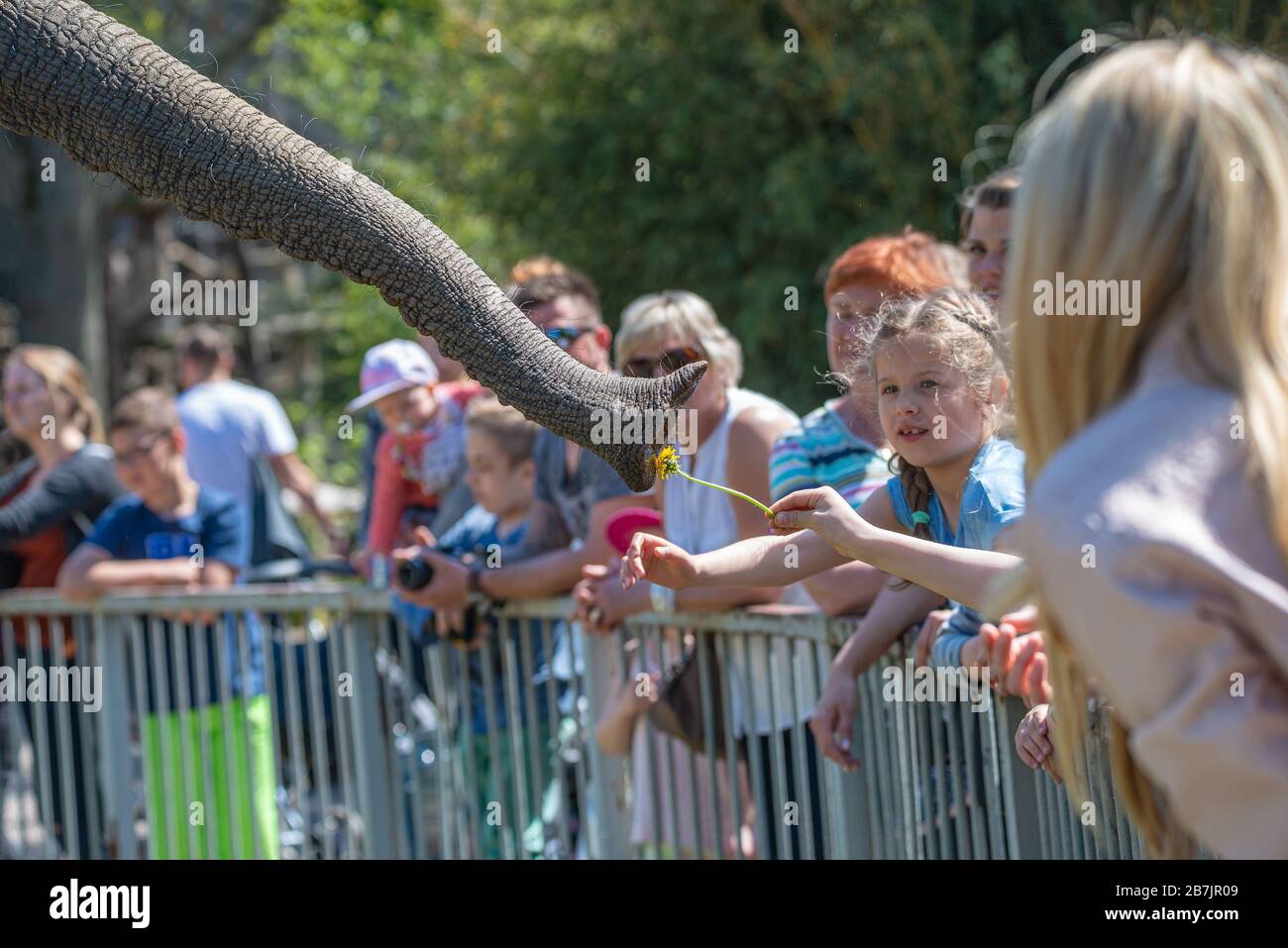 People and kids are interacting with an elephant in Magdeburg Zoo ...