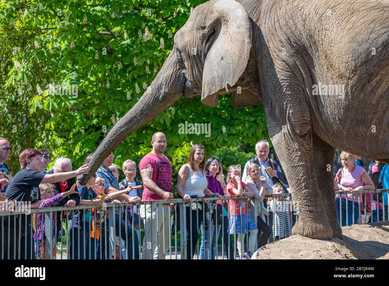 People and kids are interacting with an elephant in Magdeburg Zoo ...