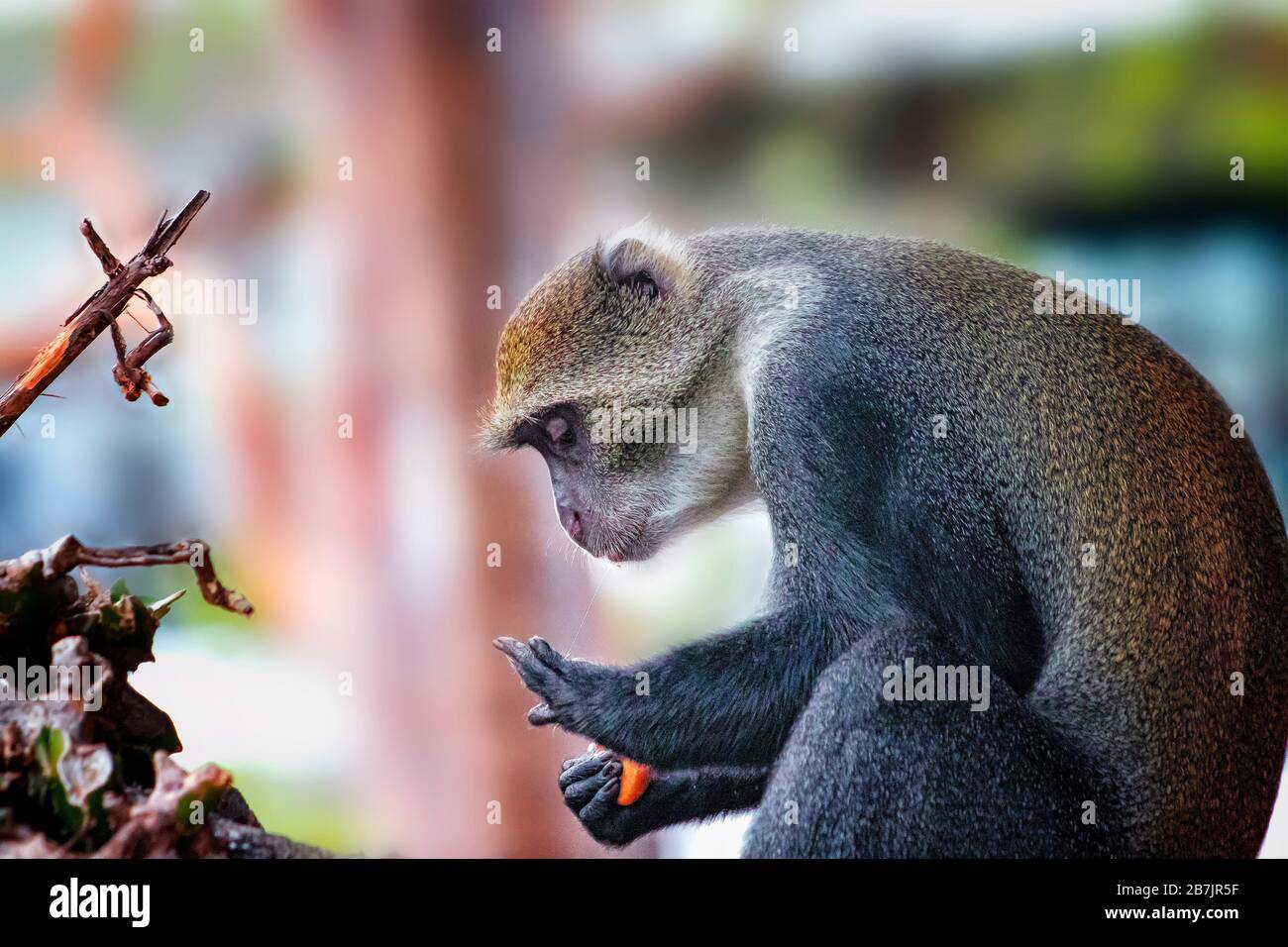 A monkey, Cercopithecus albogularis, sits on a tree and eats food. He ...