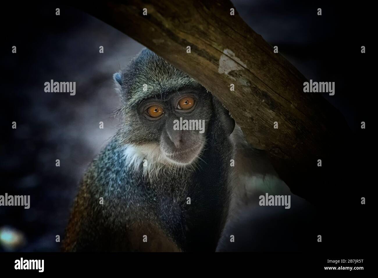 Monkey, Cercopithecus albogularis, sitting on a tree and looking. Is ...