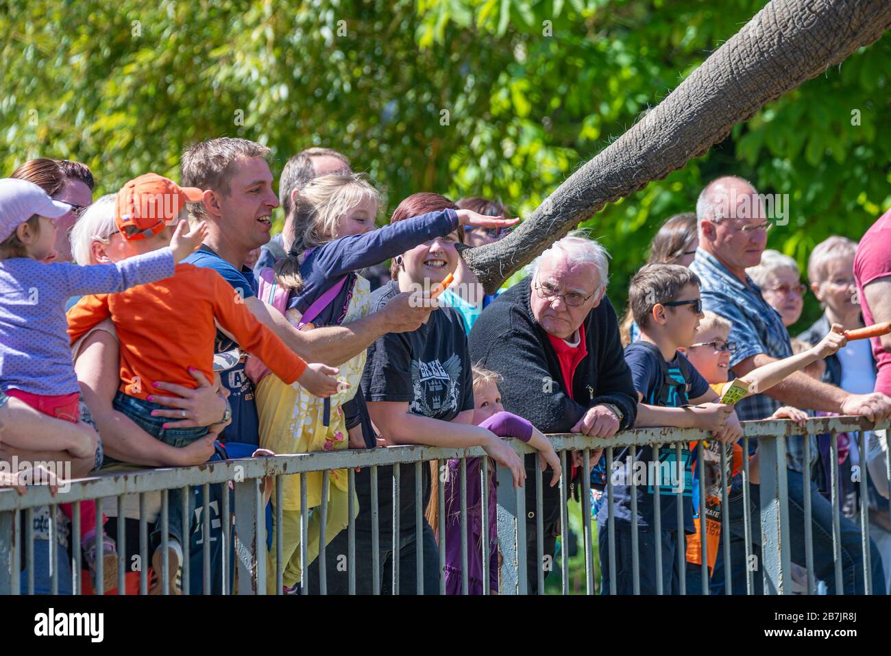 People and kids are interacting with an elephant in Magdeburg Zoo ...
