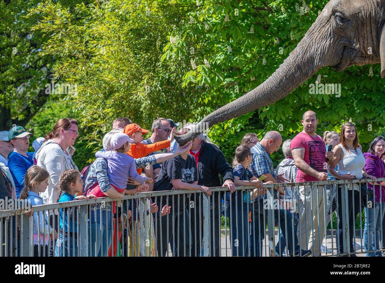 People and kids are interacting with an elephant in Magdeburg Zoo ...