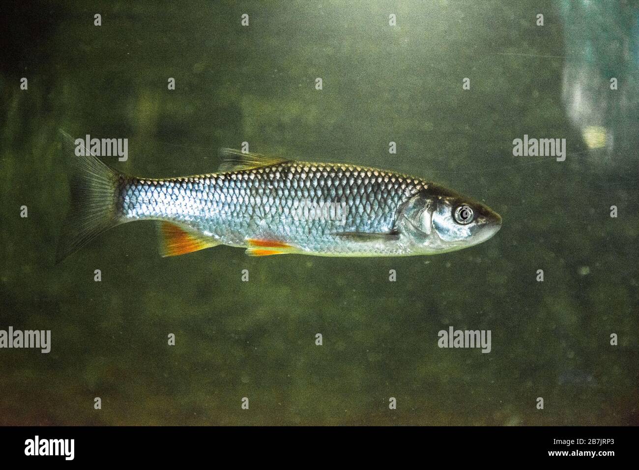 The common rudd - Scardinius erythrophthalmus. Fish from Europe and ...