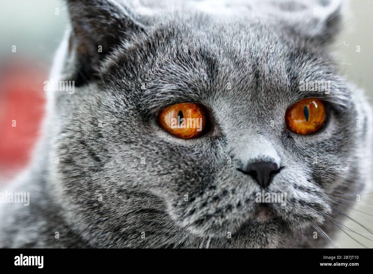 The Scottish Fold is a breed of domestic cat with a natural dominant ...