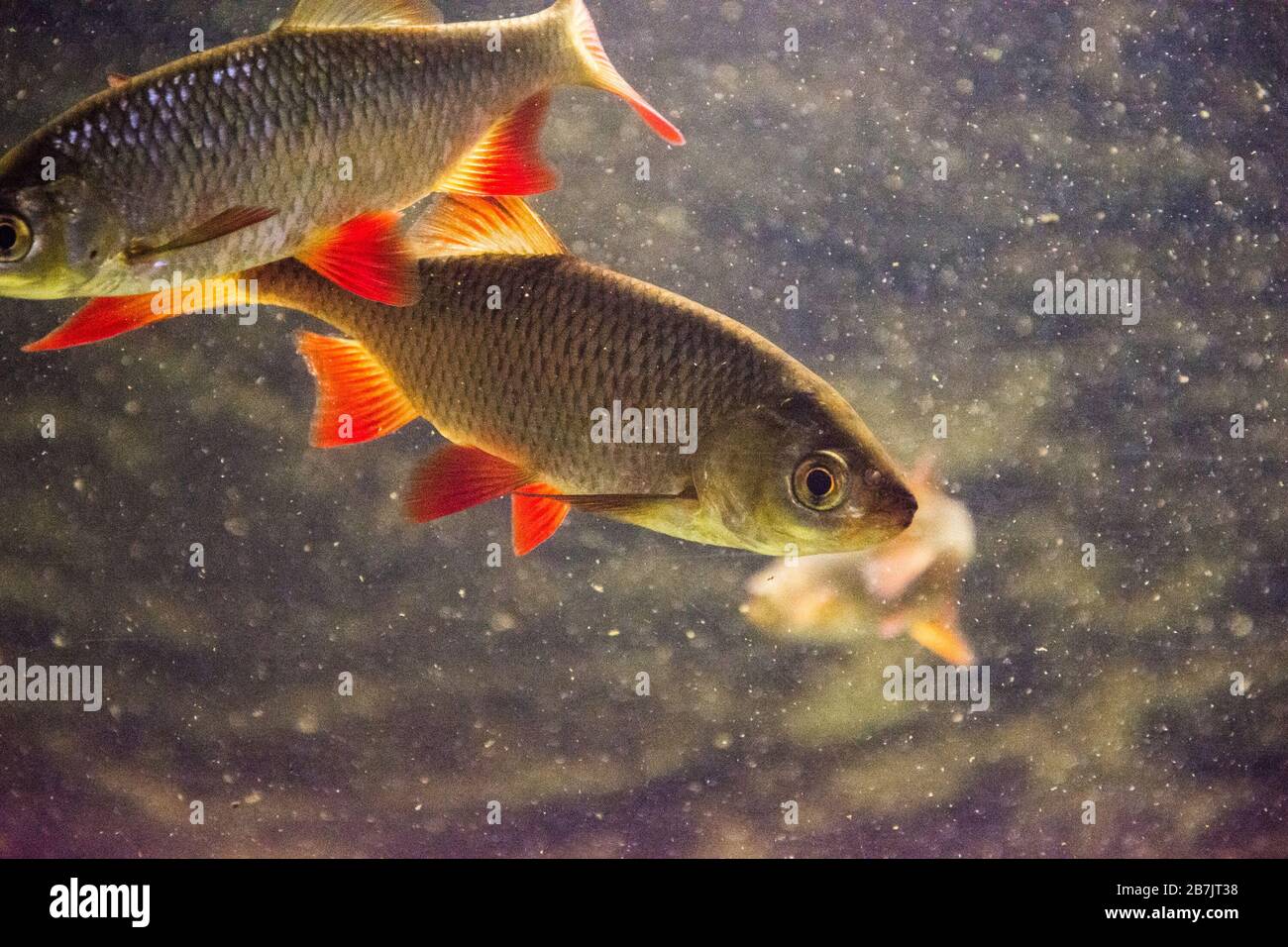 Rudd scardinius erythrophthalmus hi-res stock photography and images ...