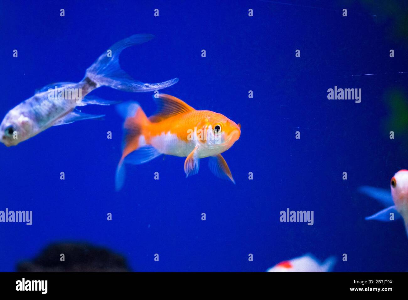 Goldfish in aquarium - carassius auratus Stock Photo - Alamy