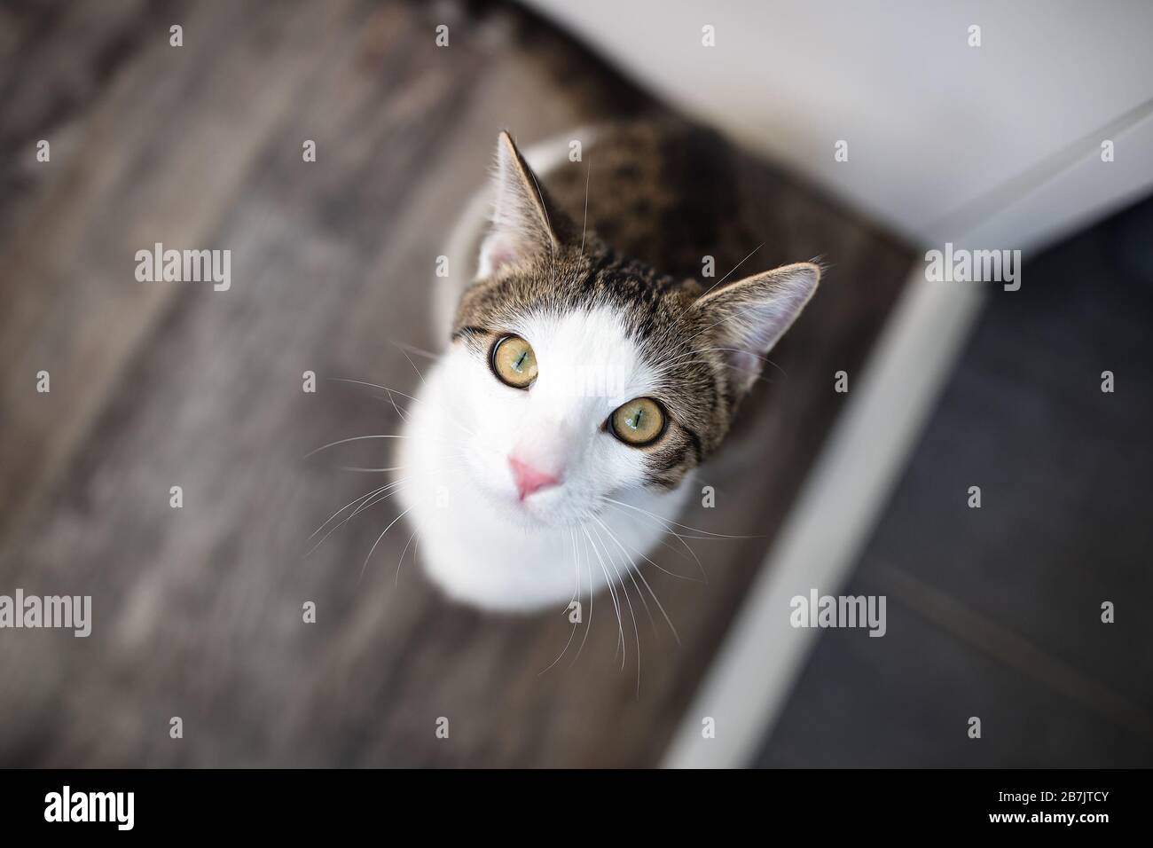 Cute young domestic tabby cat sitting on the floor, looking at camera ...