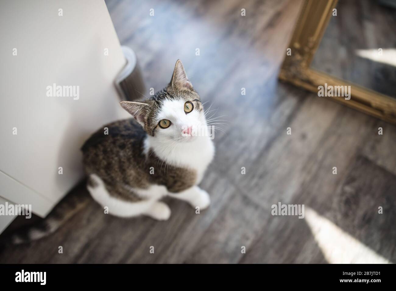 Cute young domestic tabby cat sitting on the floor, looking at camera ...