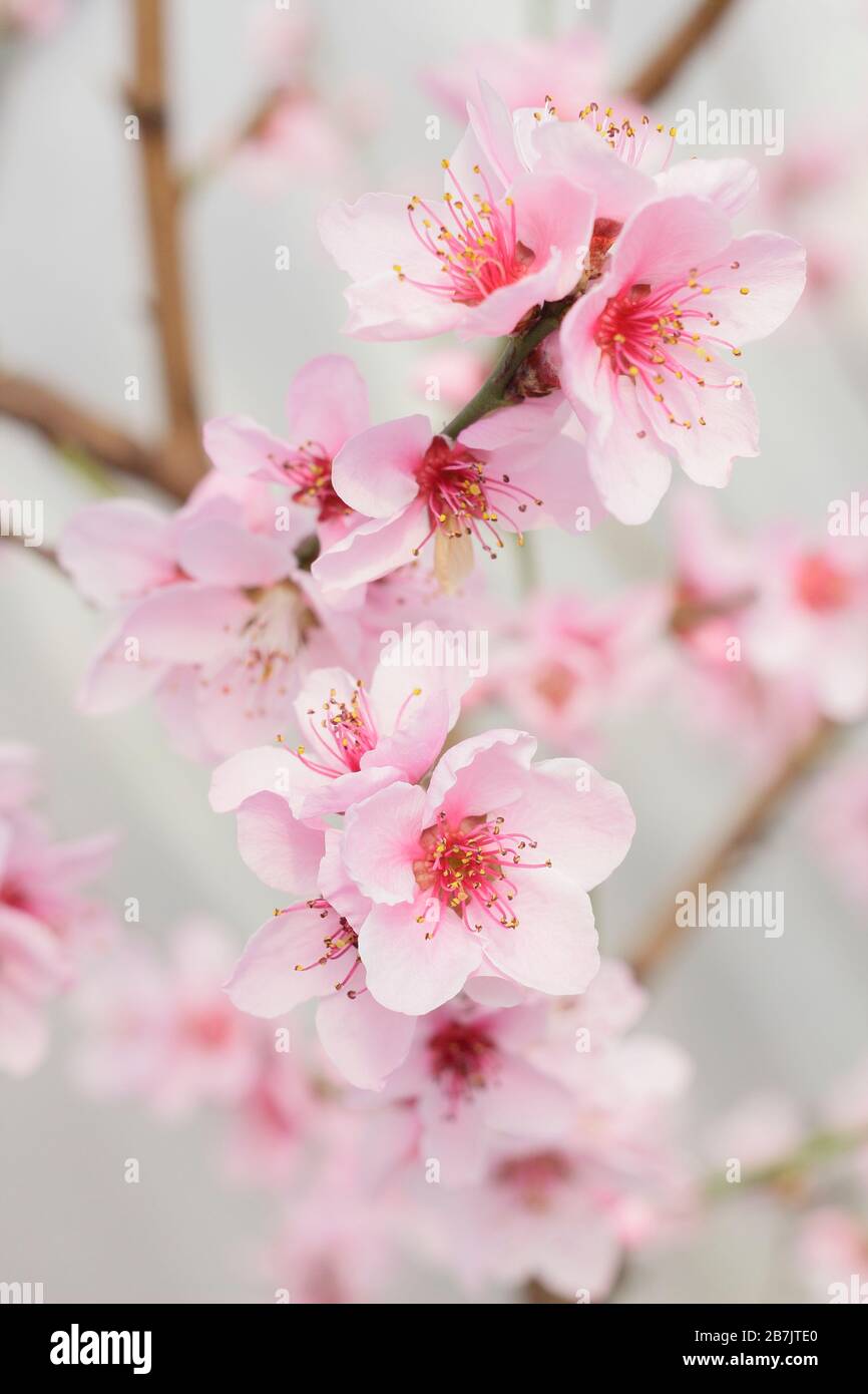 Peregrine flower hi-res stock photography and images - Alamy