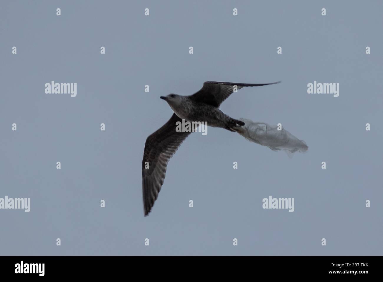 Trailing feet hi-res stock photography and images - Alamy