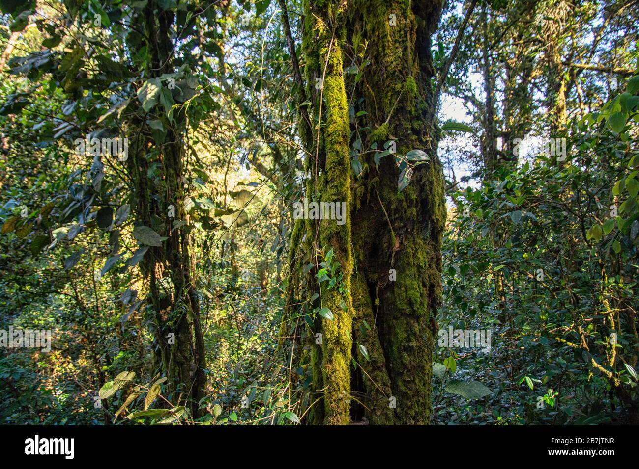 Mossy forest in cameron highlands hi-res stock photography and images ...