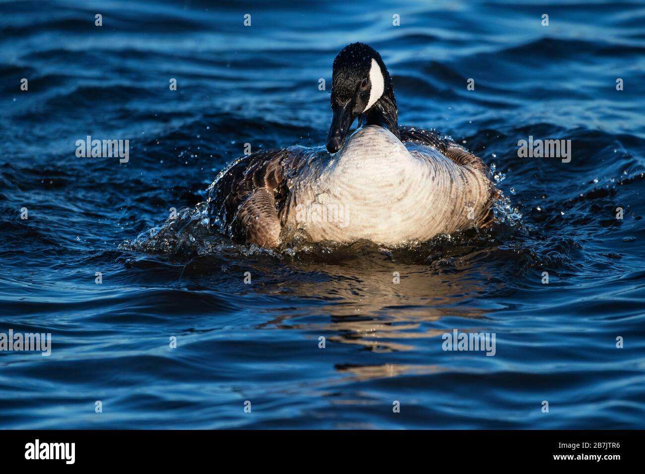 Bathing goose hi-res stock photography and images - Alamy