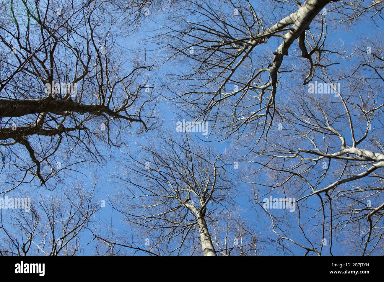 Treetops photographed without leaves against the sky, no leaves, blue ...