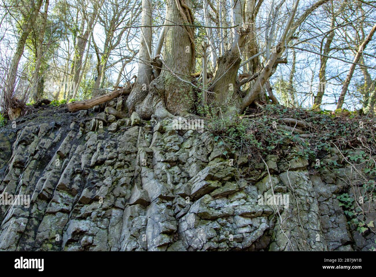 Gravel Root High Resolution Stock Photography and Images - Alamy