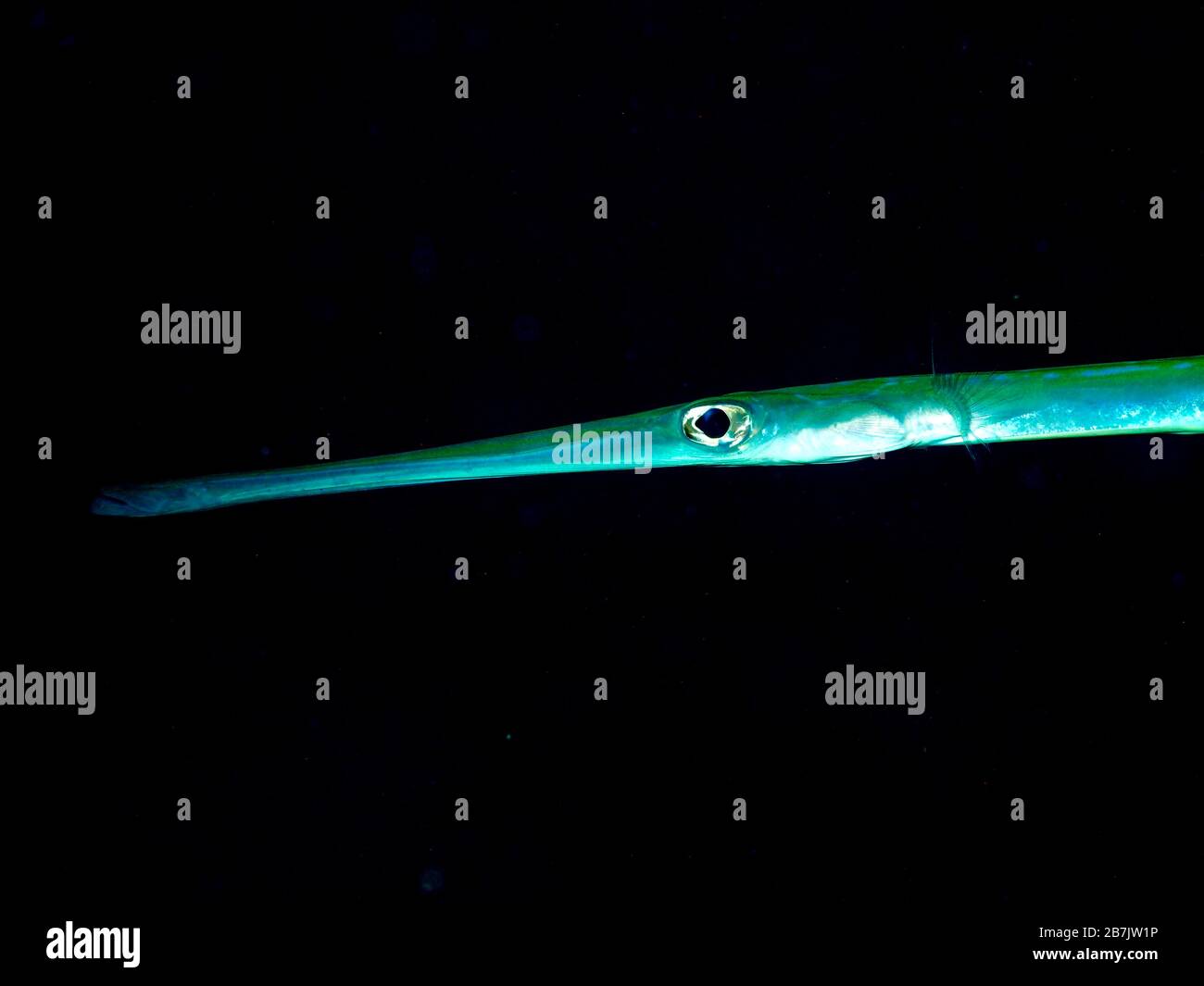 Red Sea Trumpetfish Stock Photo - Alamy