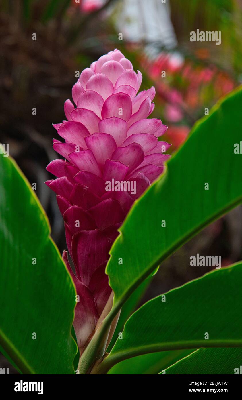Ginger blossom hi-res stock photography and images - Alamy