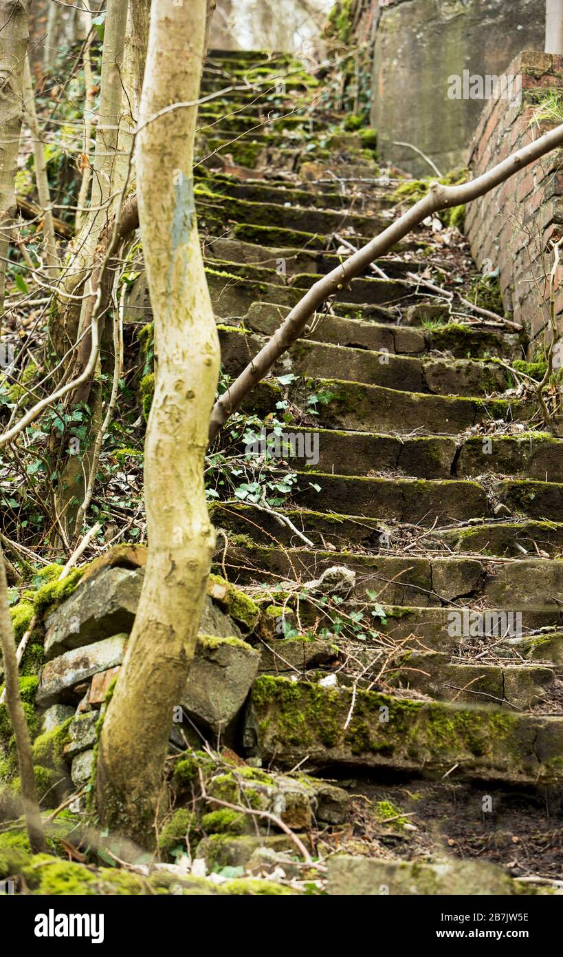 Old uneven stone steps lead upwards through the wood from the River ...