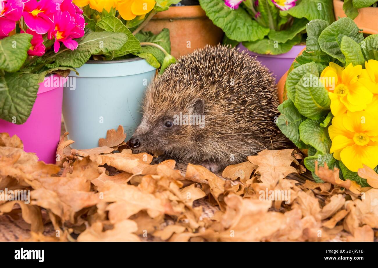 Hedgehog in flowers hi-res stock photography and images - Alamy