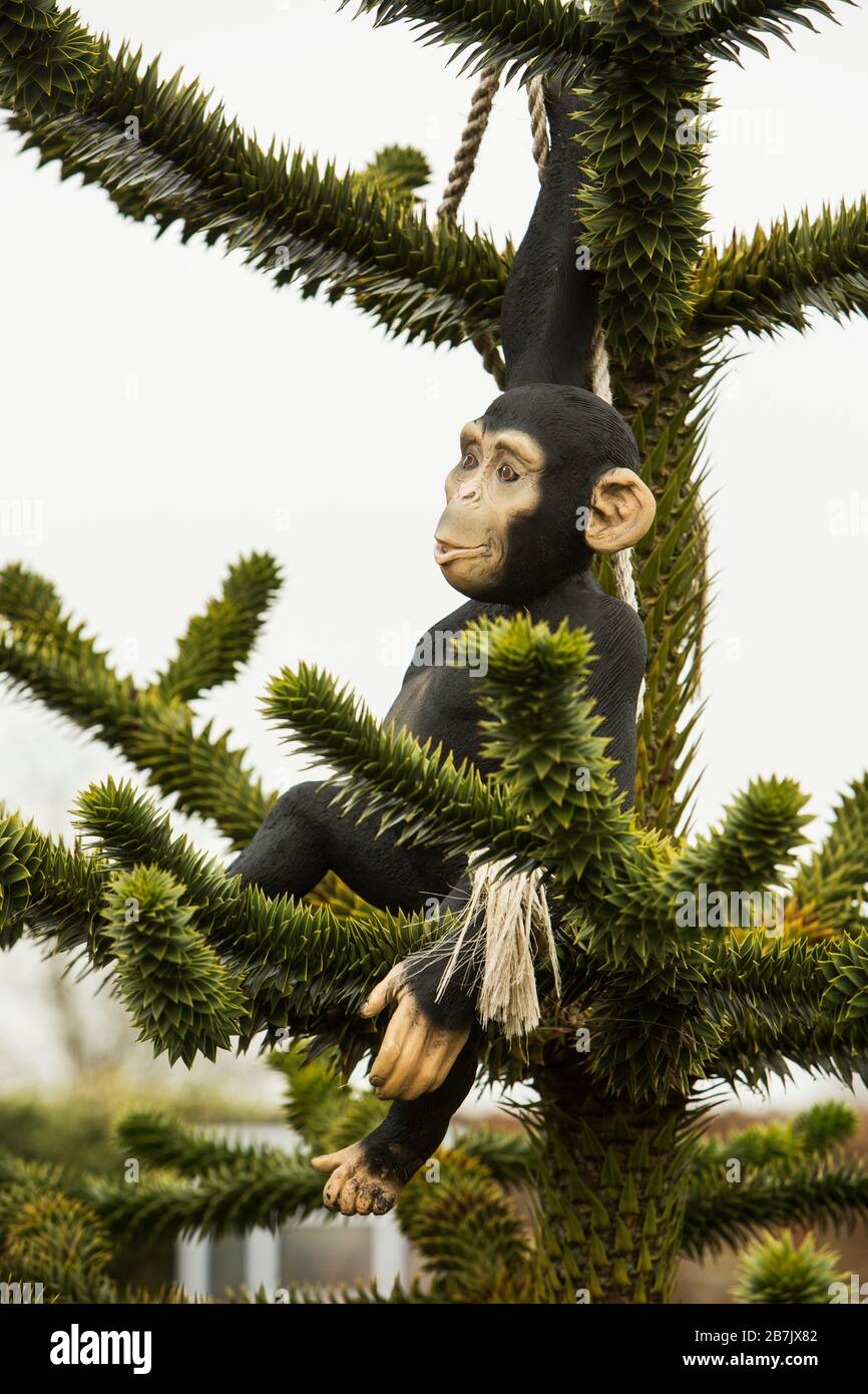 Monkey puzzle tree animal hi-res stock photography and images - Alamy