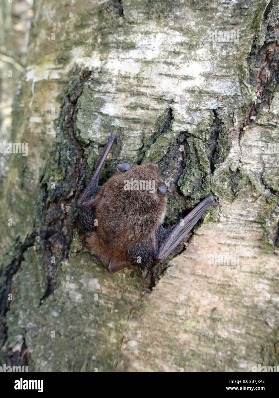 Wasserfledermaus (Myotis daubentonii) an der Steinbachtalsperre hat ...