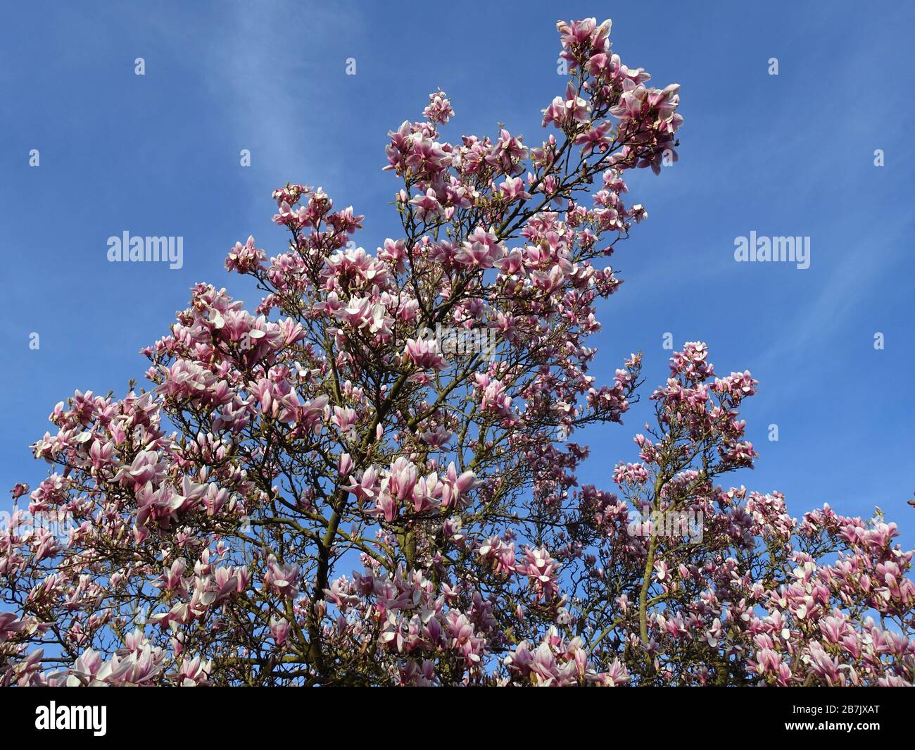 Magnolie hi-res stock photography and images - Alamy