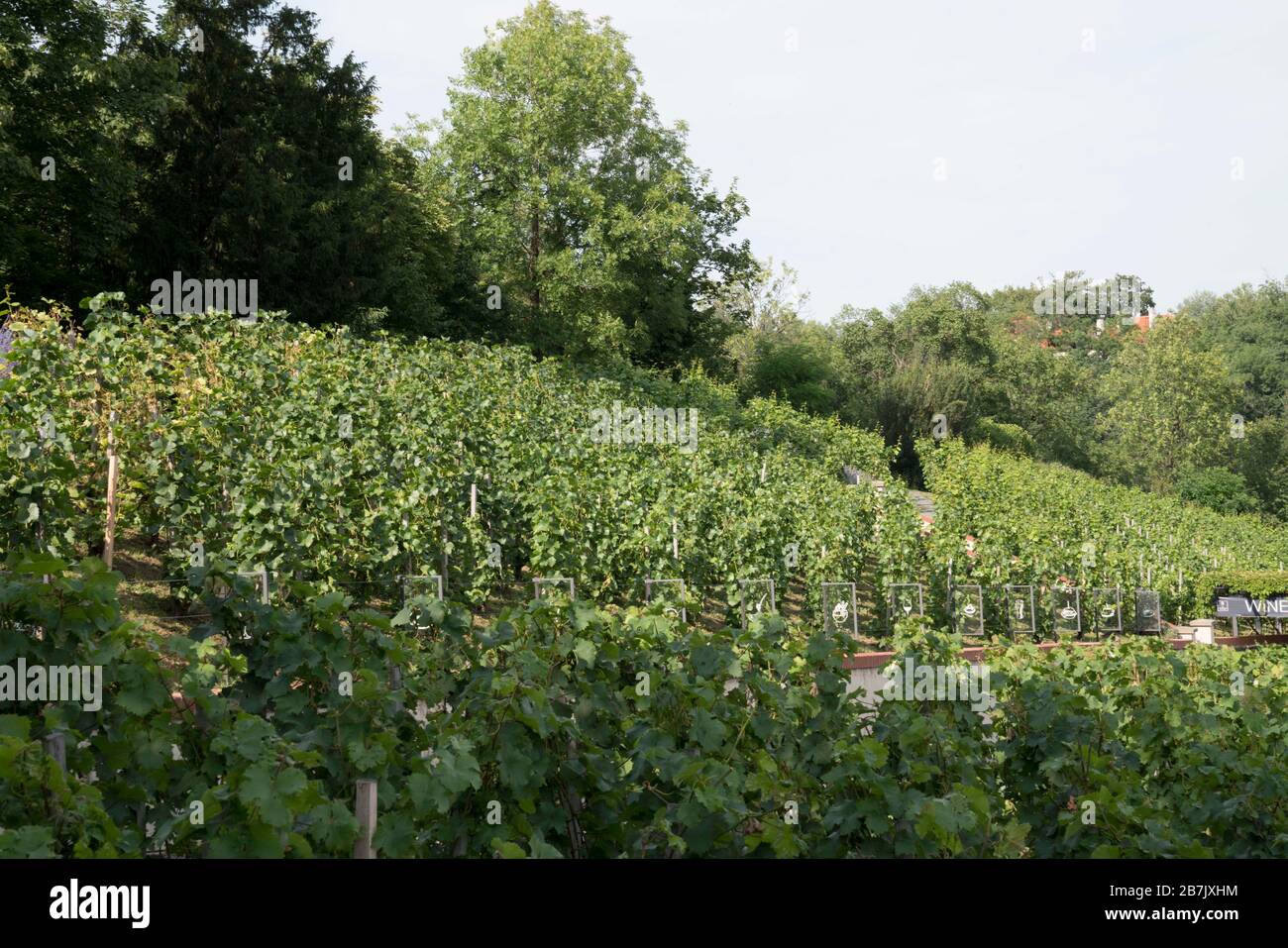 Prague Vineyard High Resolution Stock Photography and Images - Alamy