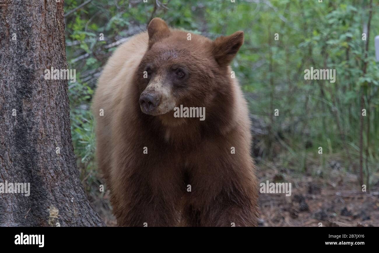 wild California black bear. Although a black bear many are brown or ...