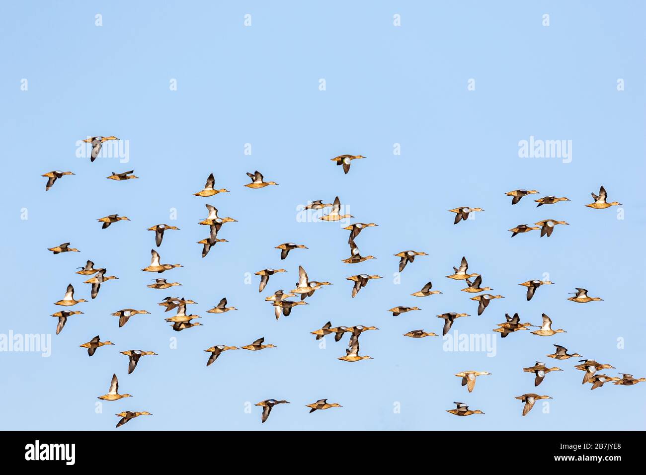 Blue winged teal in flight hi-res stock photography and images - Alamy