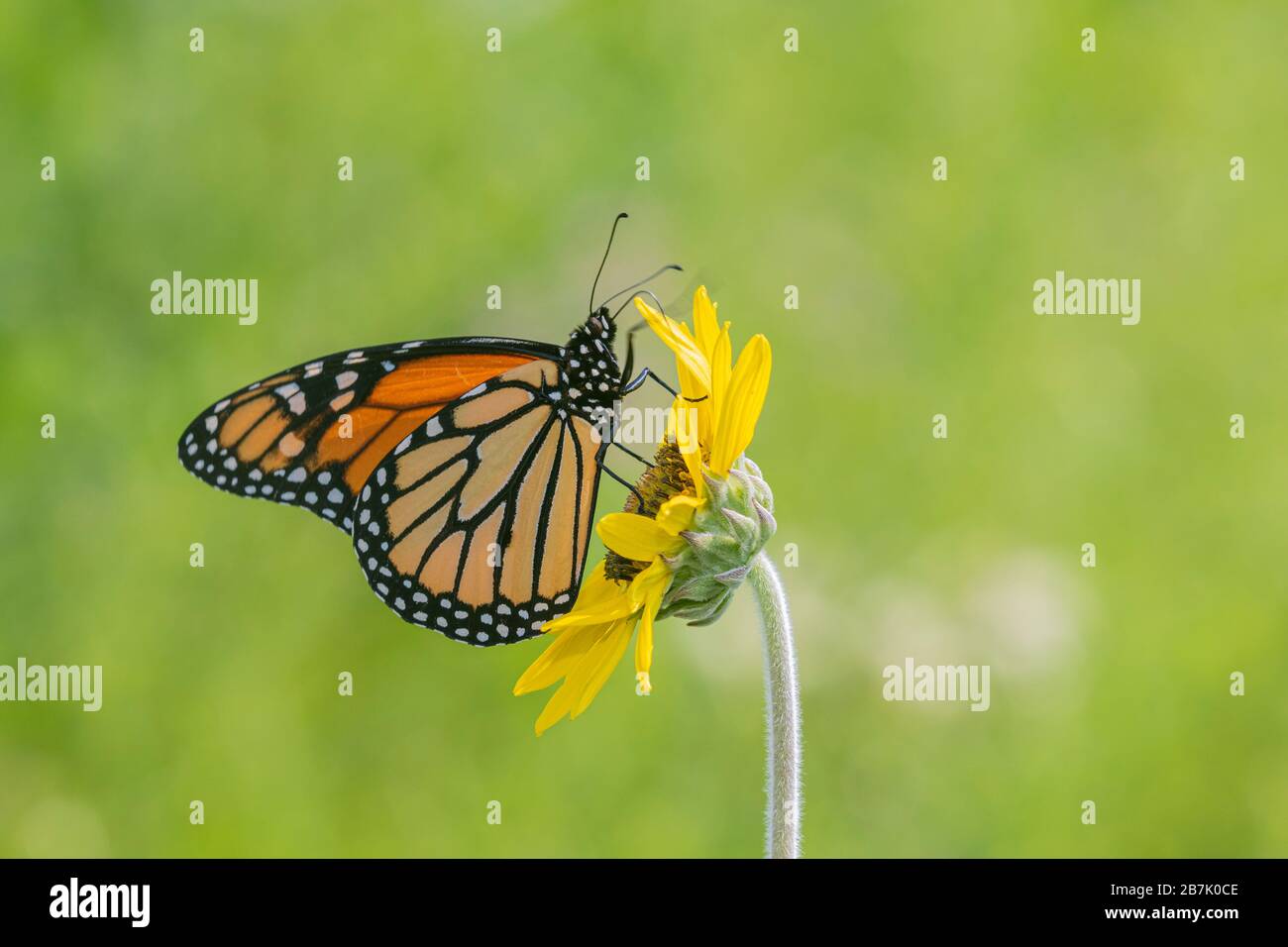 Helianthus Mollis High Resolution Stock Photography and Images - Alamy