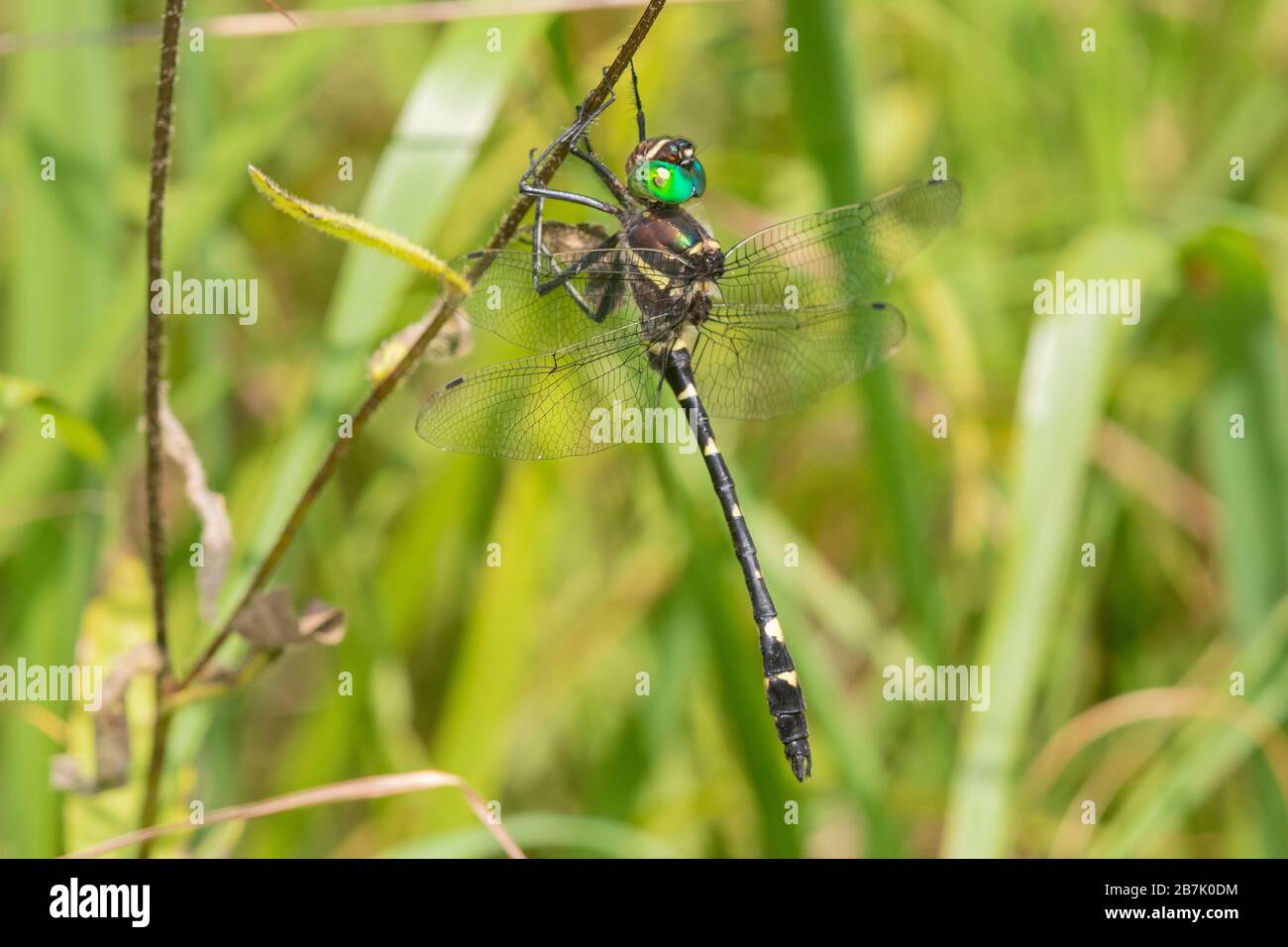 Macromia hi-res stock photography and images - Alamy
