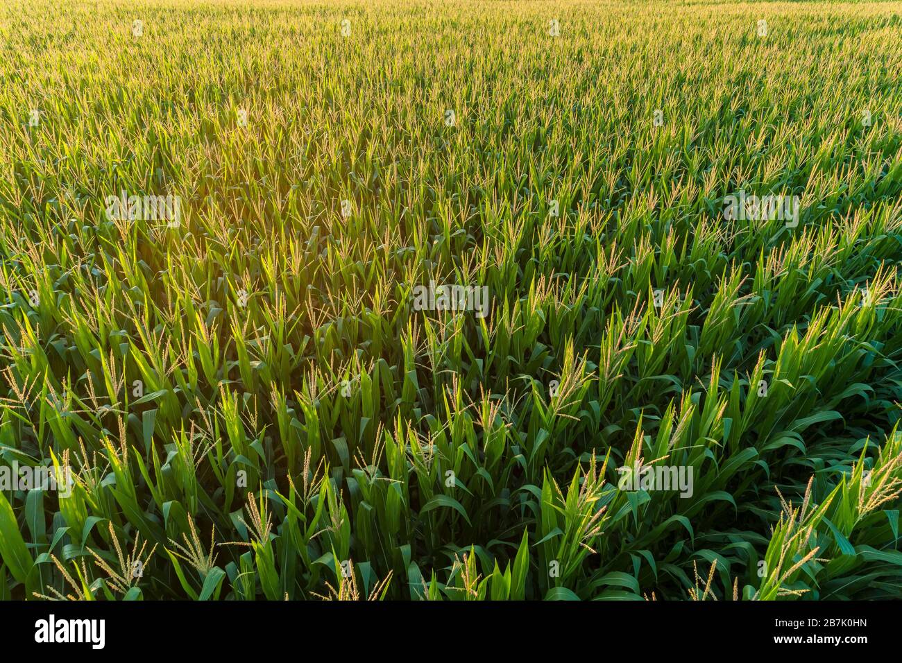Cornrows hi-res stock photography and images - Alamy