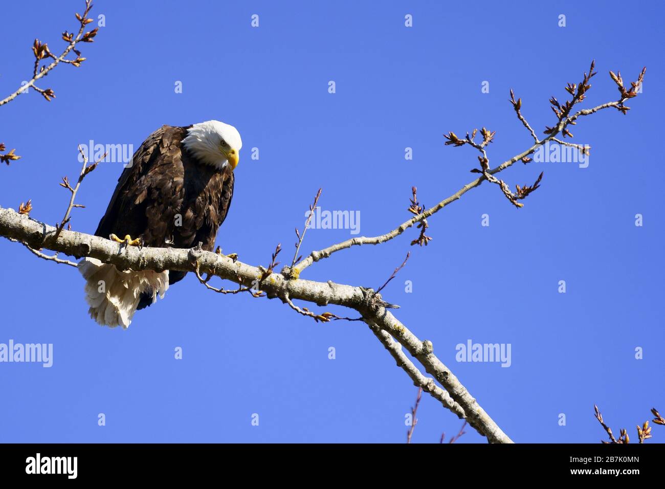 Bald eagle looking down Stock Photo - Alamy Bald eagle looking down Stock Photo - Alamy