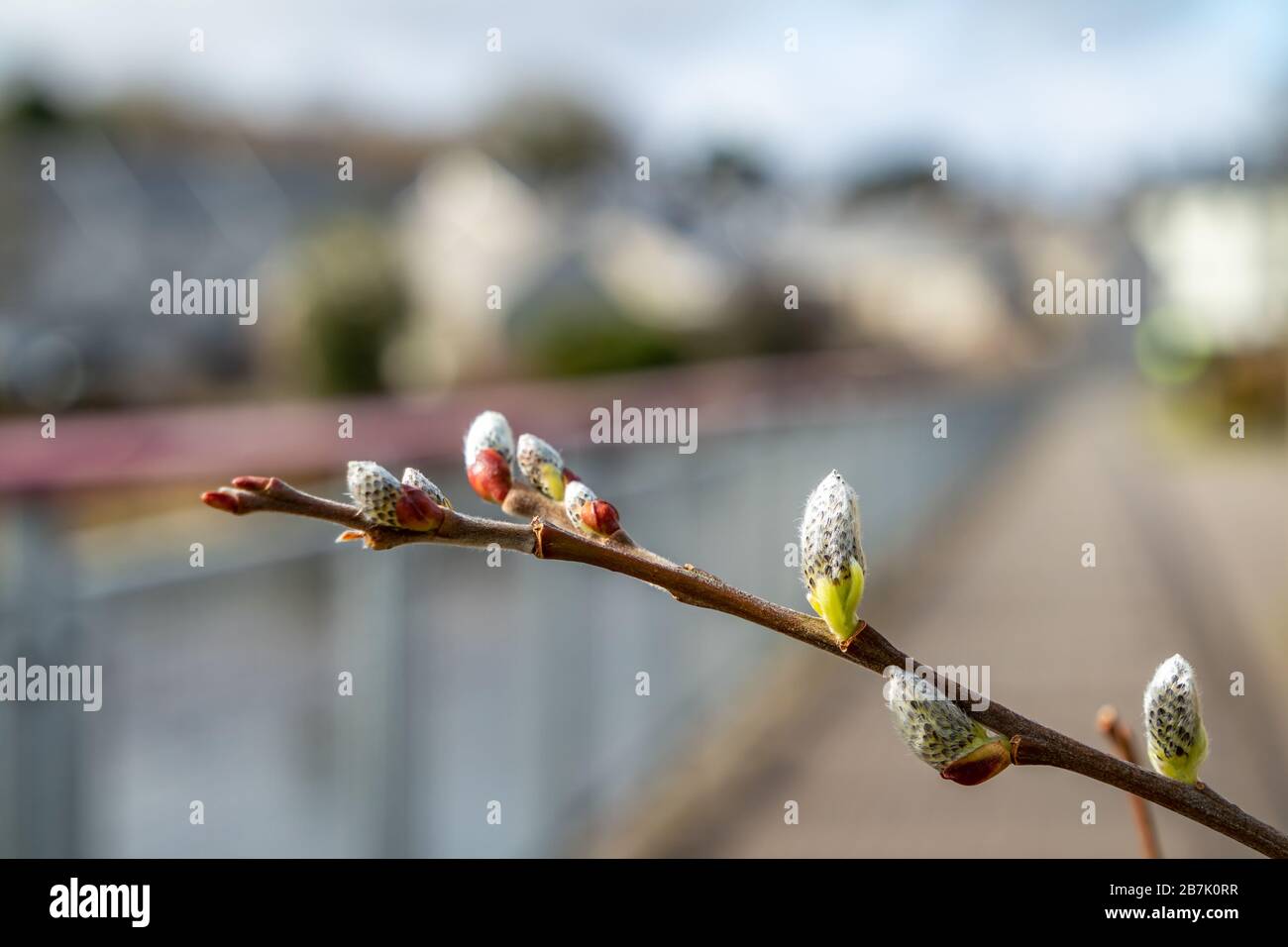 Pussy willow in Ardara town during the Corona outbreak Stock Photo - Alamy