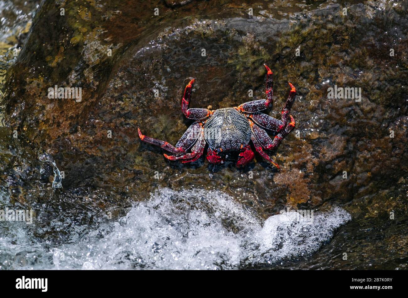 Red crab on a rock with the sea crashing into the rock Stock Photo - Alamy